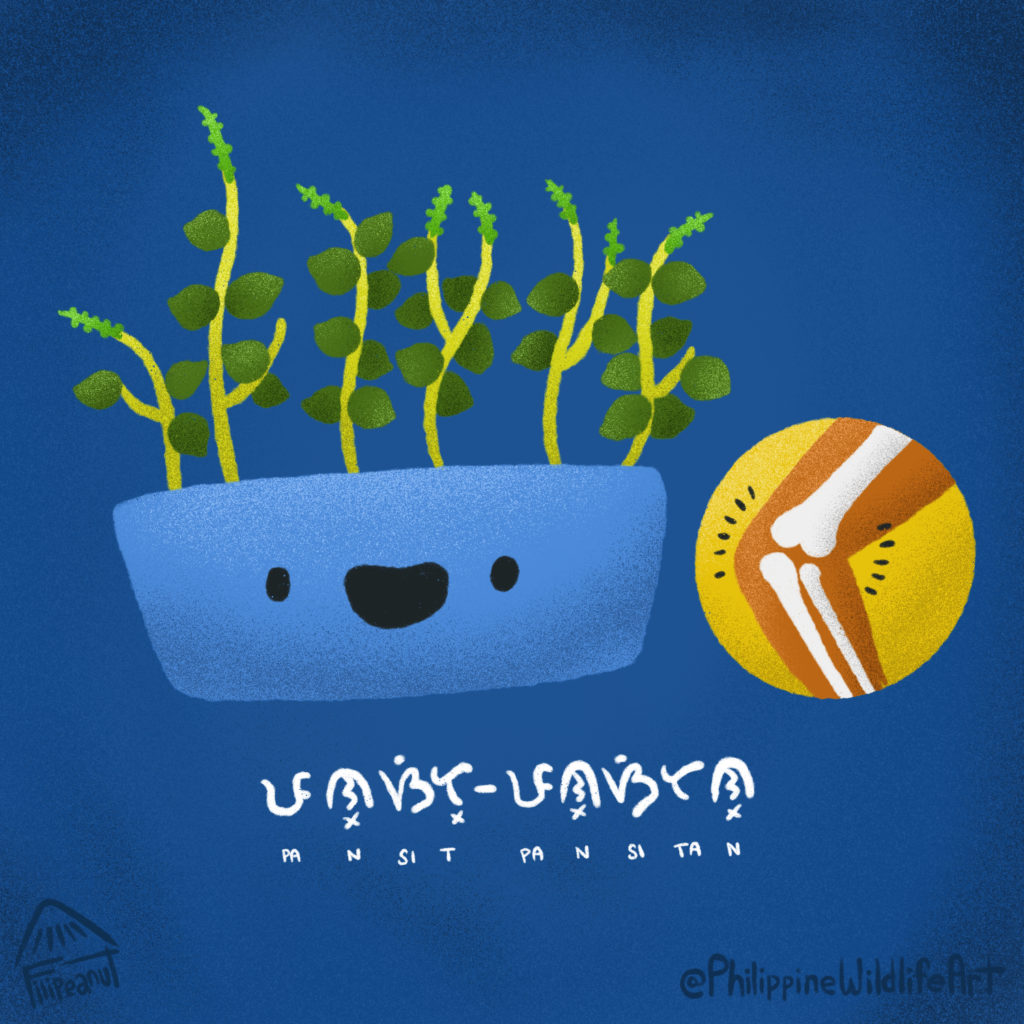 Pancit-pancitan - Philippine Wildlife Art