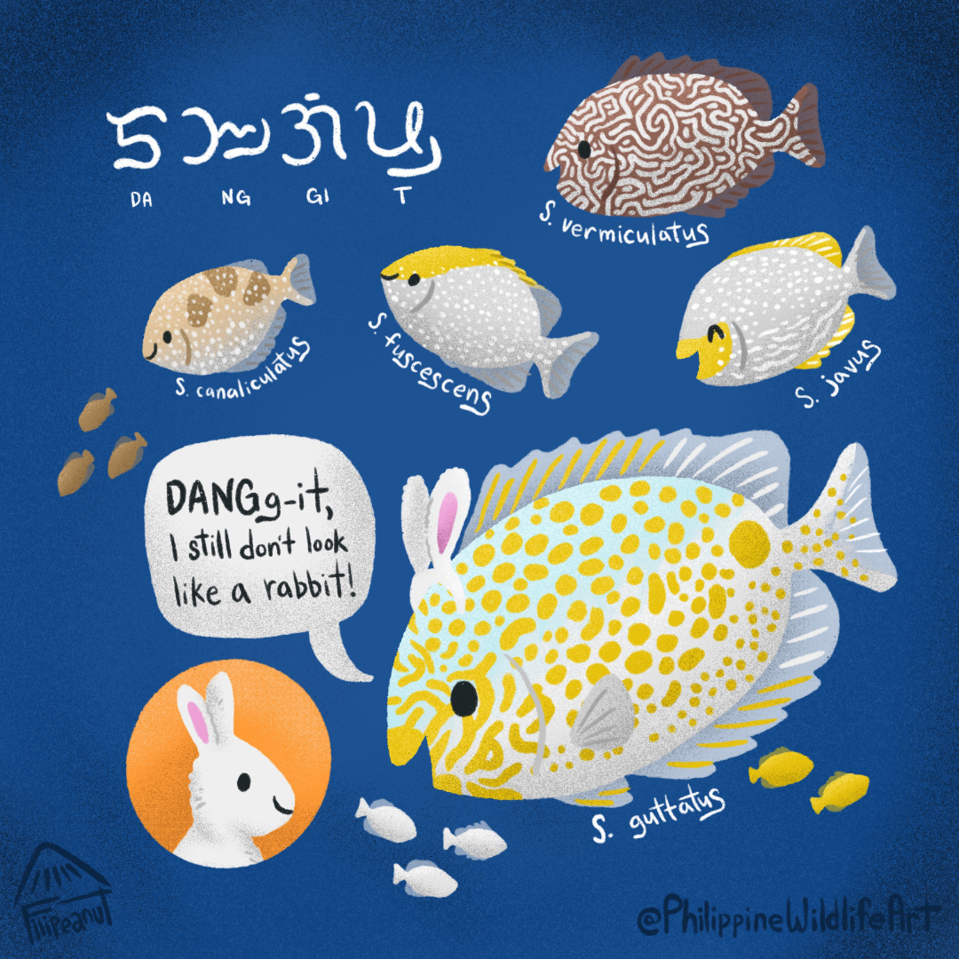 Rabbitfish - Philippine Wildlife Art
